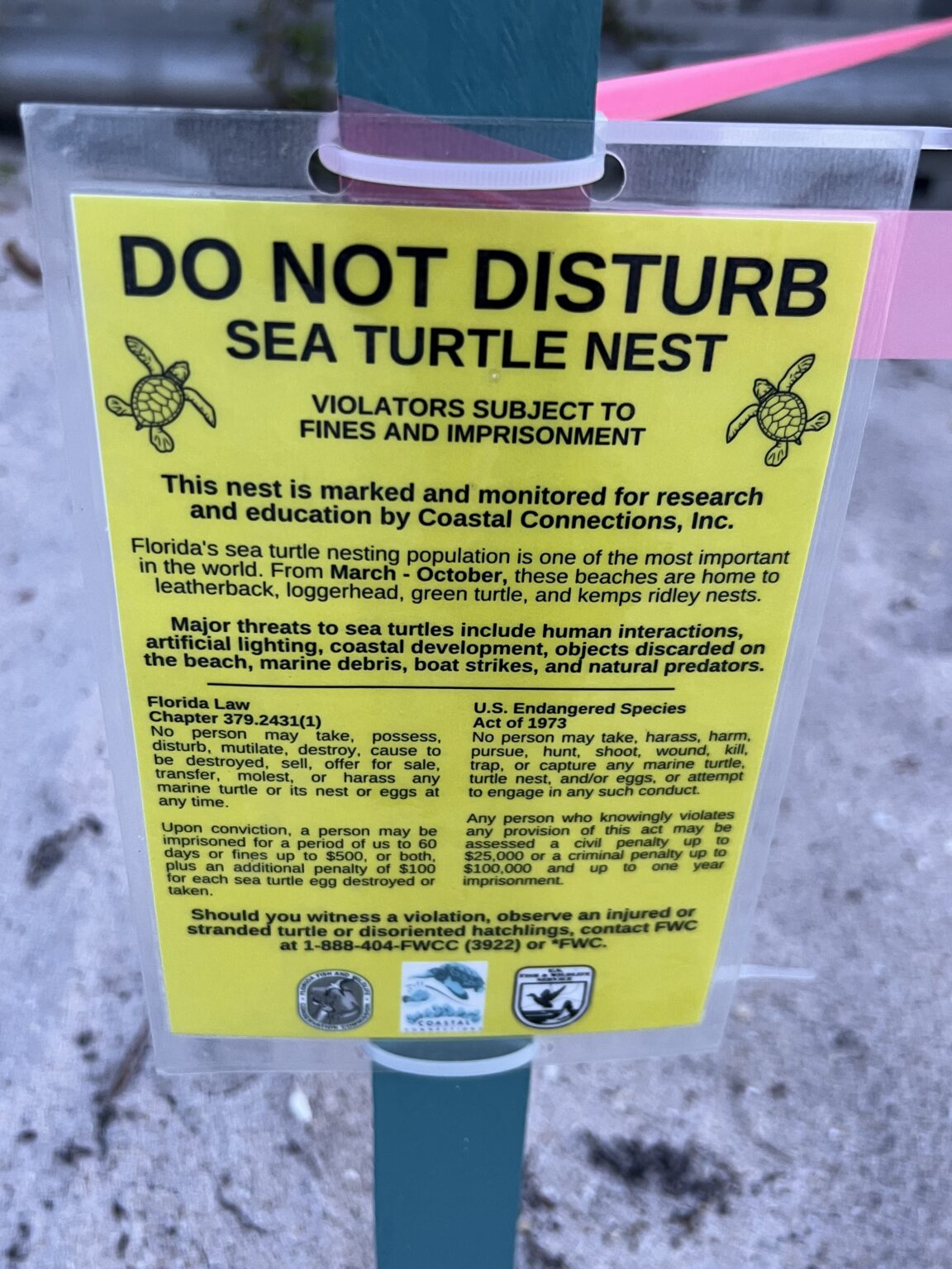 How to See Sea Turtles Hatch - Hashtag Travels